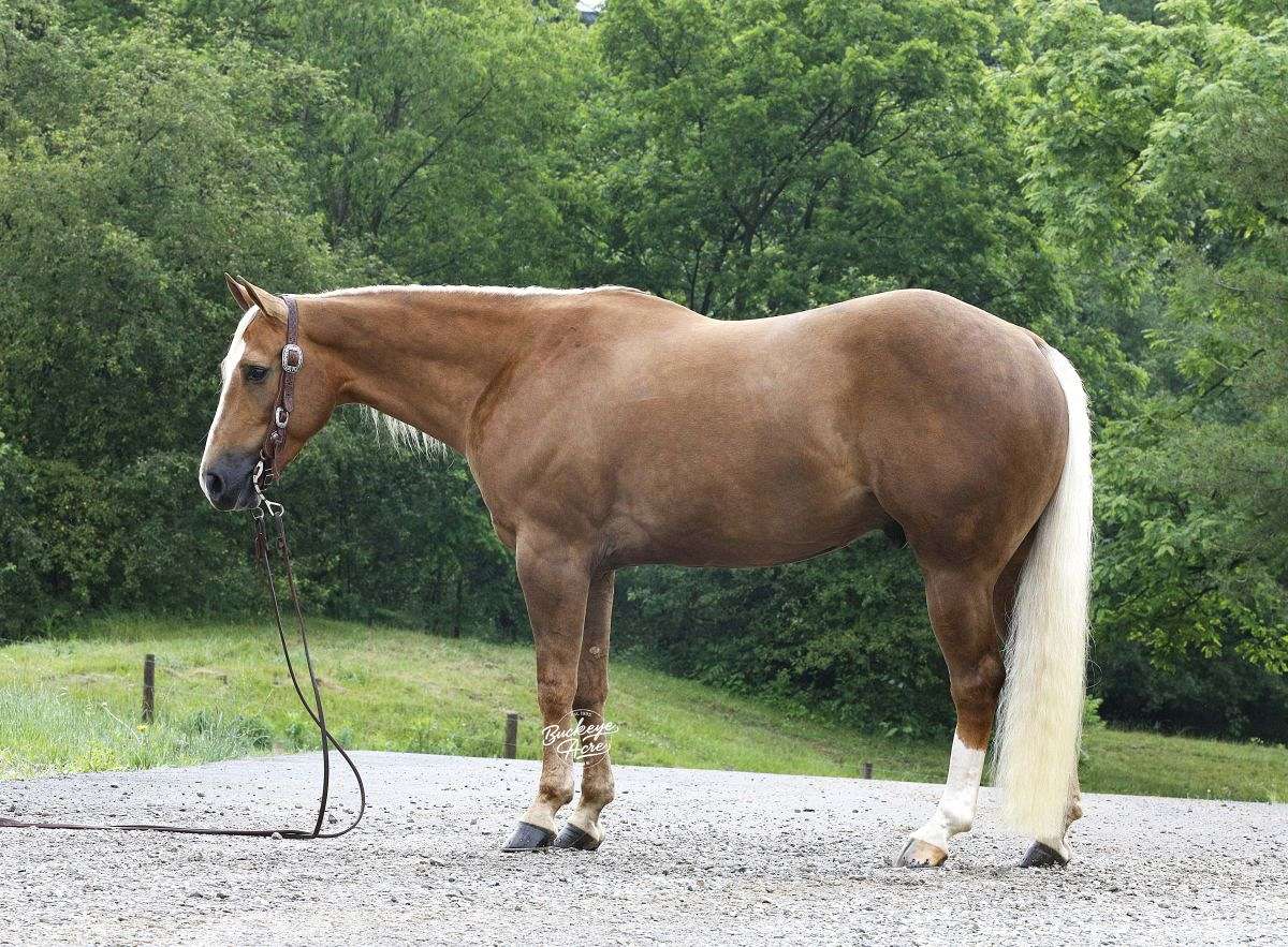 Nicki a 4 Yr 14.3 Hand AQHA Palomino Gelding | Versatile