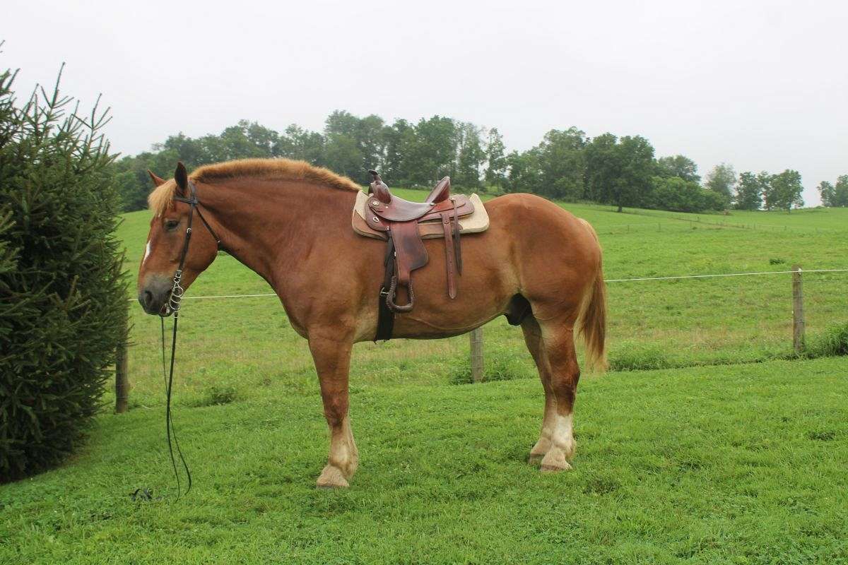 Gentle Belgian Gelding