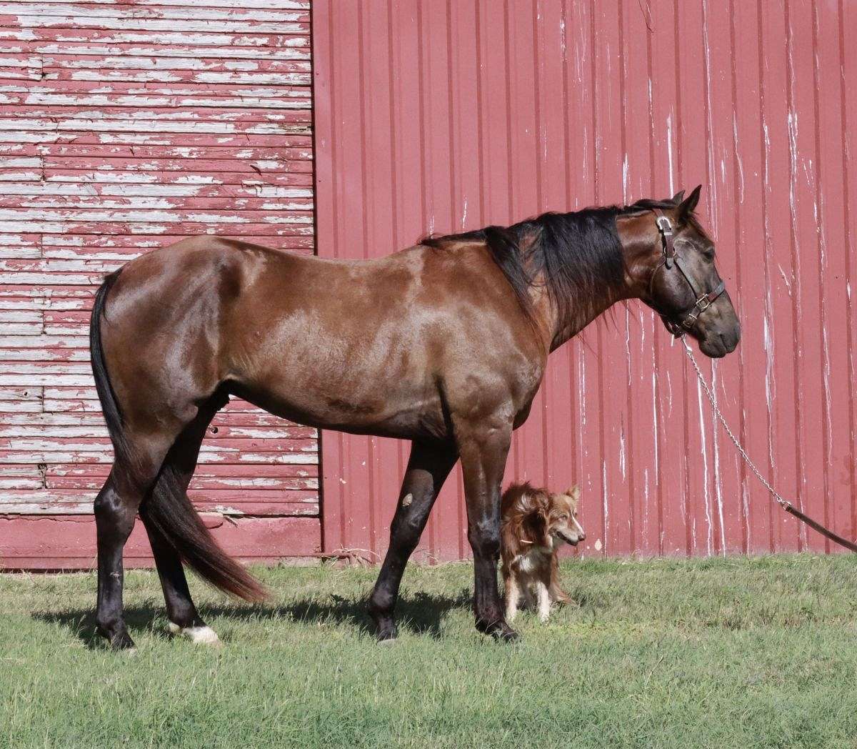 Guaranteed Whole Family Horse 4 Yr Old Gaited Black Missouri Fox Trotter!