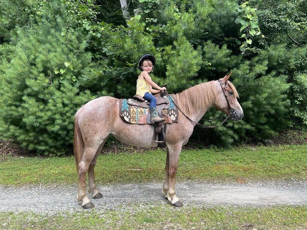 Dependable All Around 5 Yr Old Red Roan QH/Haflinger Cross Mare!