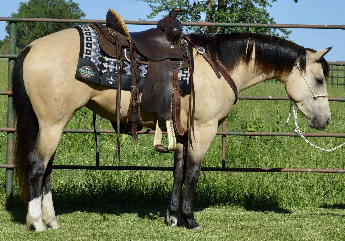 Zans Rawhide/Playboy Flit Nfoal 2nd in the Nation, One Time Sannman