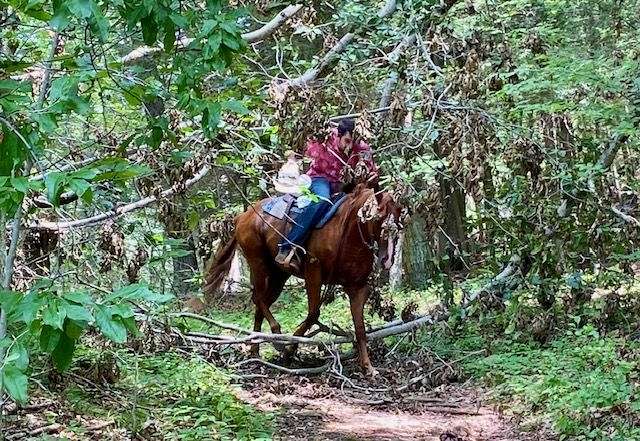 Stunning Trail and Ranch Deluxe Horse 7 Yr Old Sorrel Quarter Horse Gelding