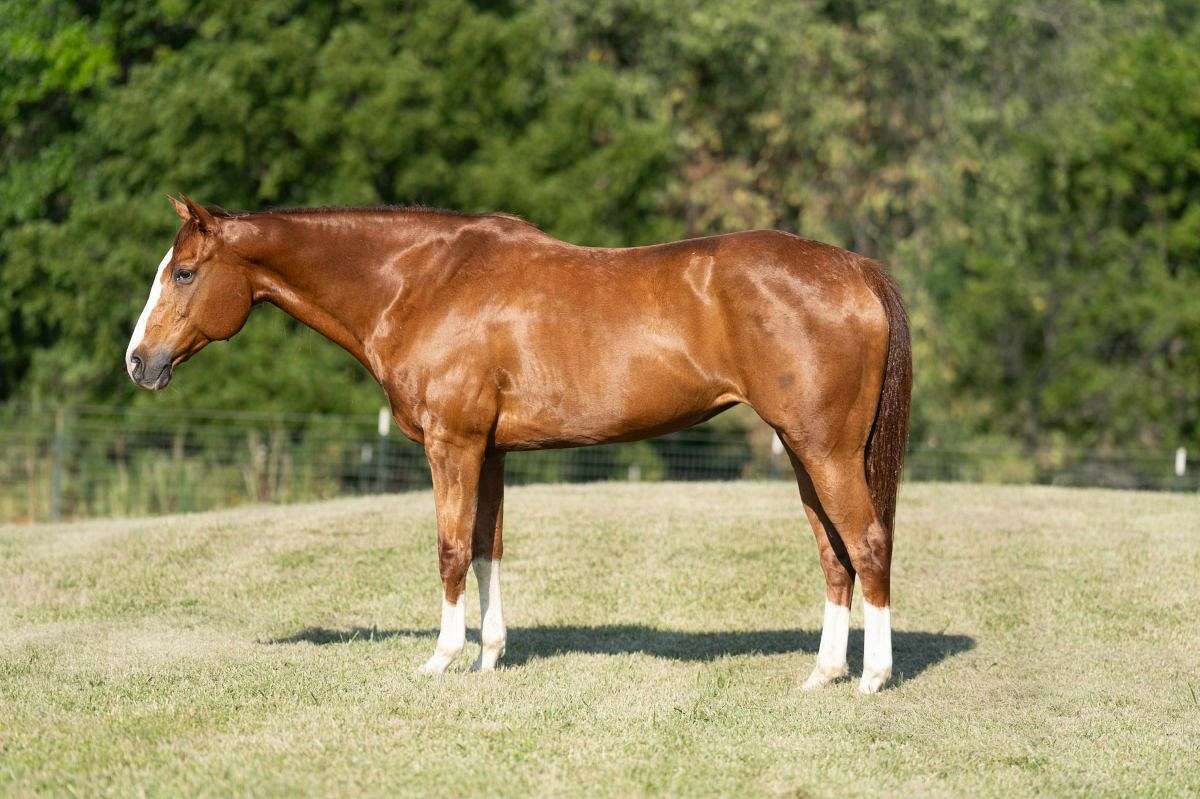 Gorgeous Family Trail Horse 12 Yr Old Sorrel Quarter Horse Mare!