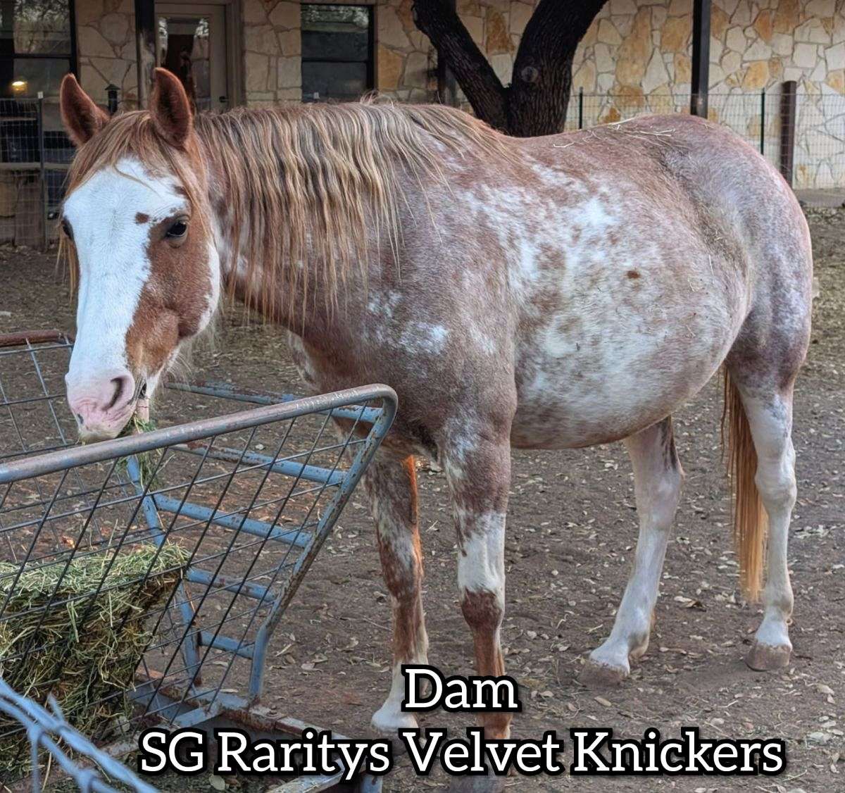 Flashy, Naturally Gaited Buckskin Sabino Missouri Foxtrotter Gelding