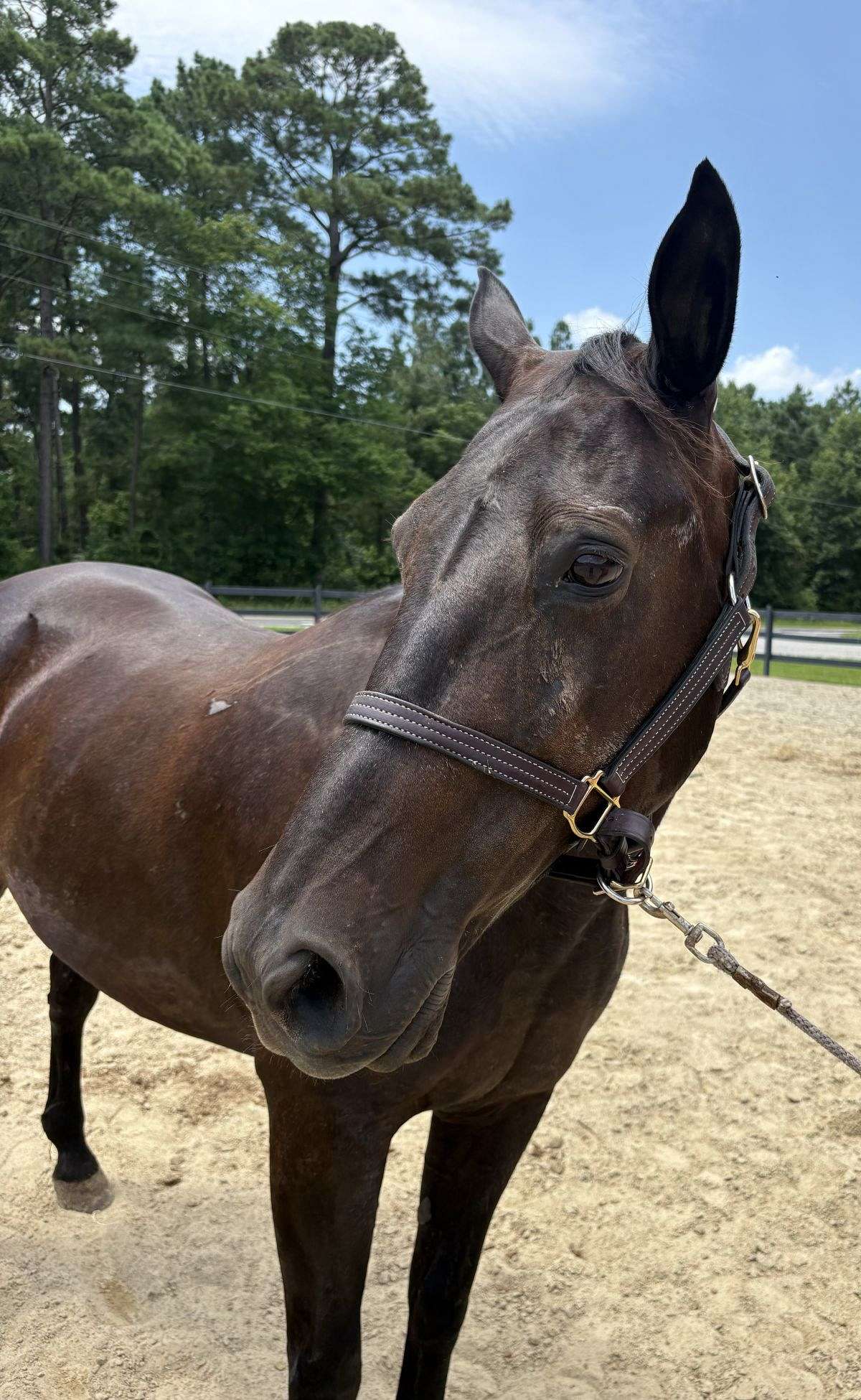 Gentle Gaited Mare