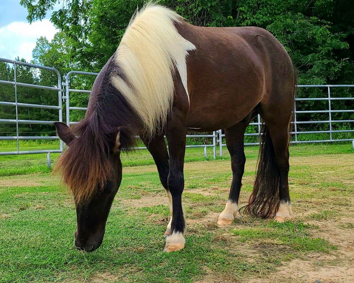 Adoptable Mini Paint