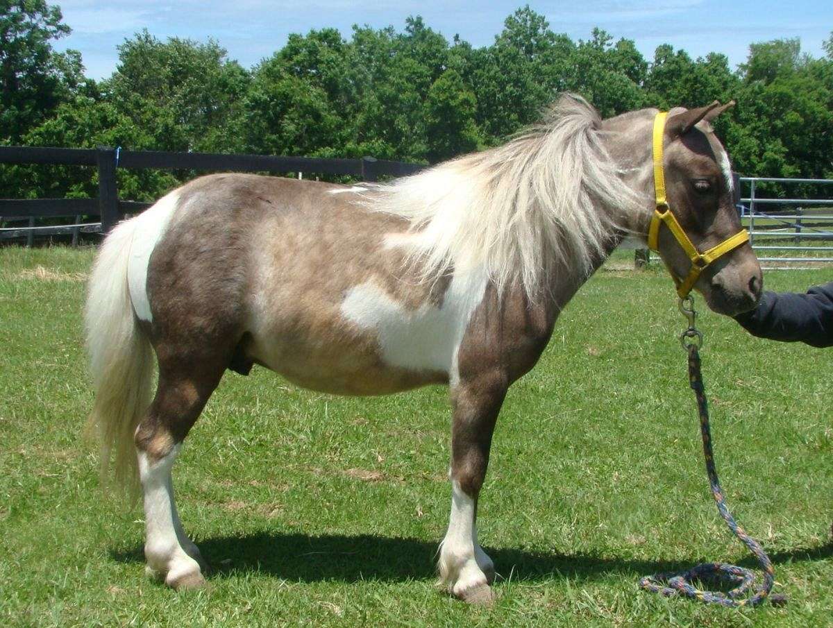 Kid Tested and Approved Extraordinary 4 Yr Old Paint Pony Gelding!