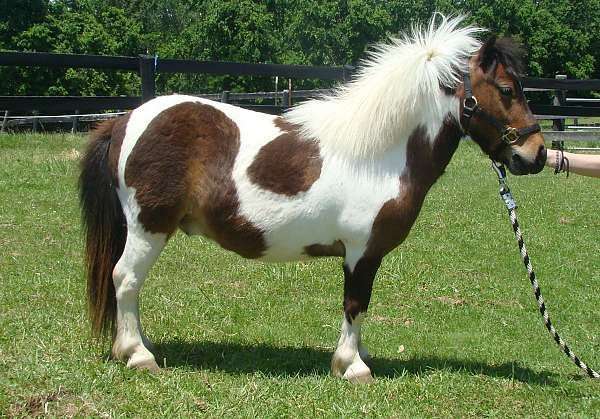 Adorable and Versatile 4 Yr Old Paint Pony Gelding!