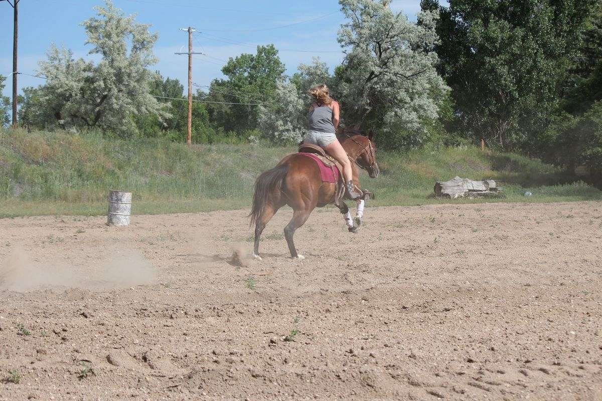 All Around Ranch and Barrel 12 Yr Old Bay AQHA Gelding!