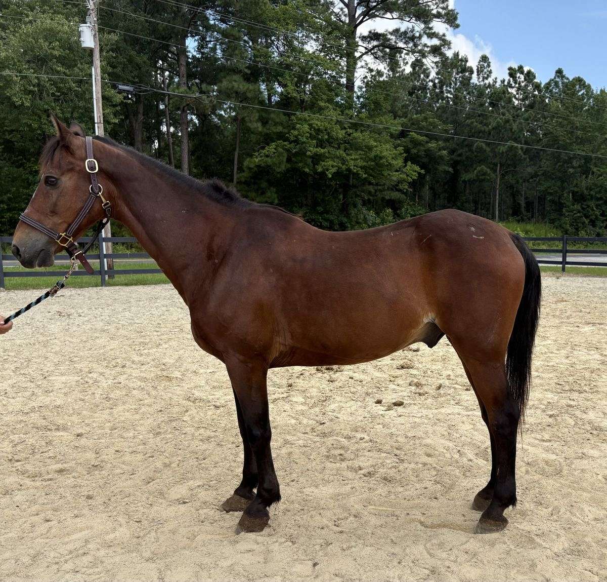 Bay Morgan Gelding