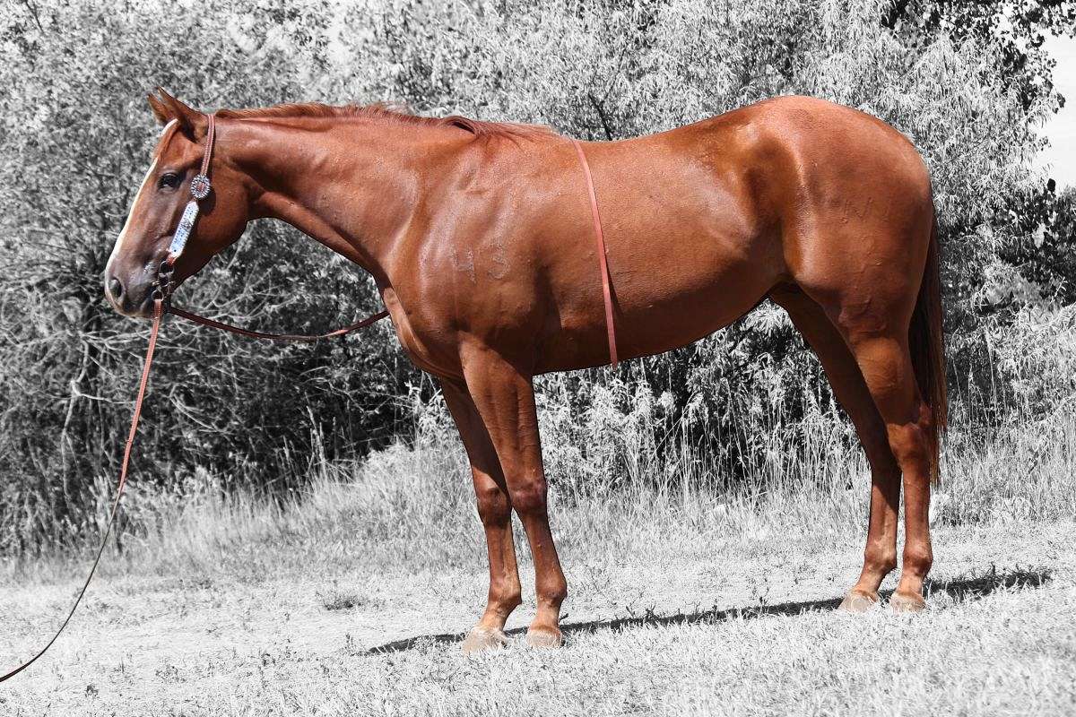 Stunning All Around 3 Yr Old Sorrel Quarter Horse Mare!