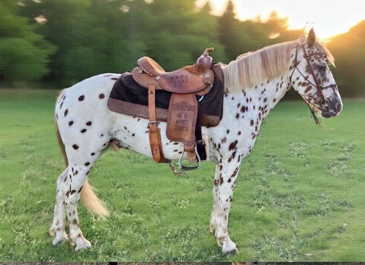Nimbus- 4yo Bay Leopard Appaloosa