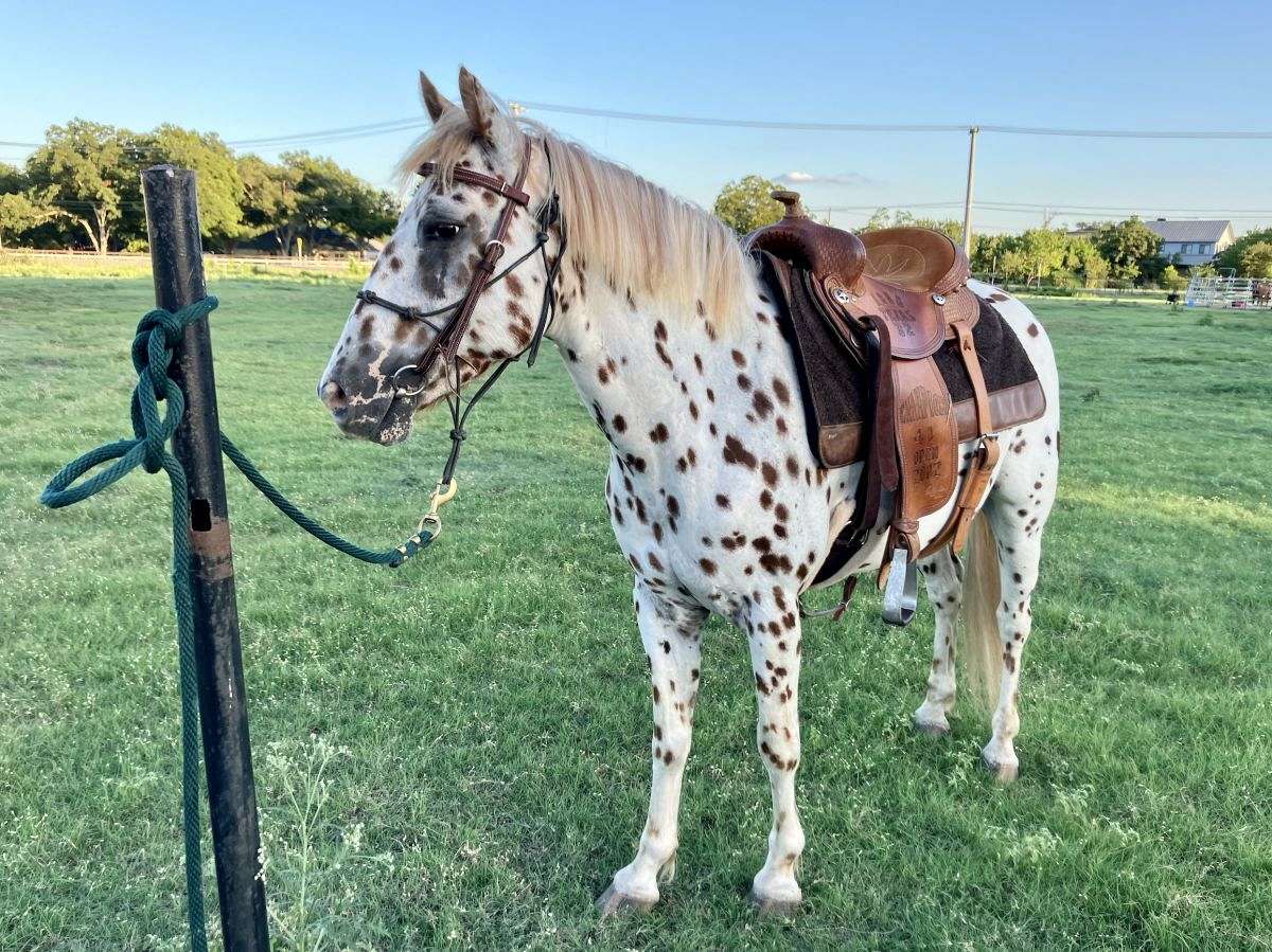 Nimbus- 4yo Bay Leopard Appaloosa