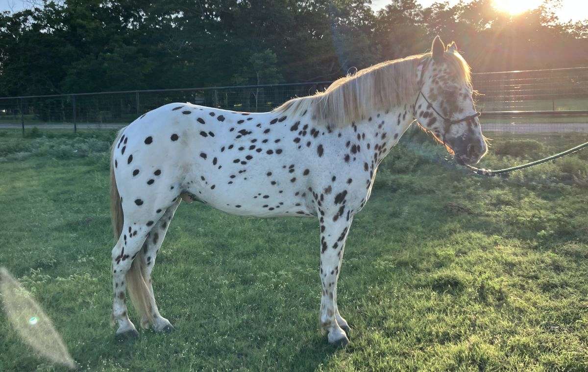 Nimbus- 4yo Bay Leopard Appaloosa