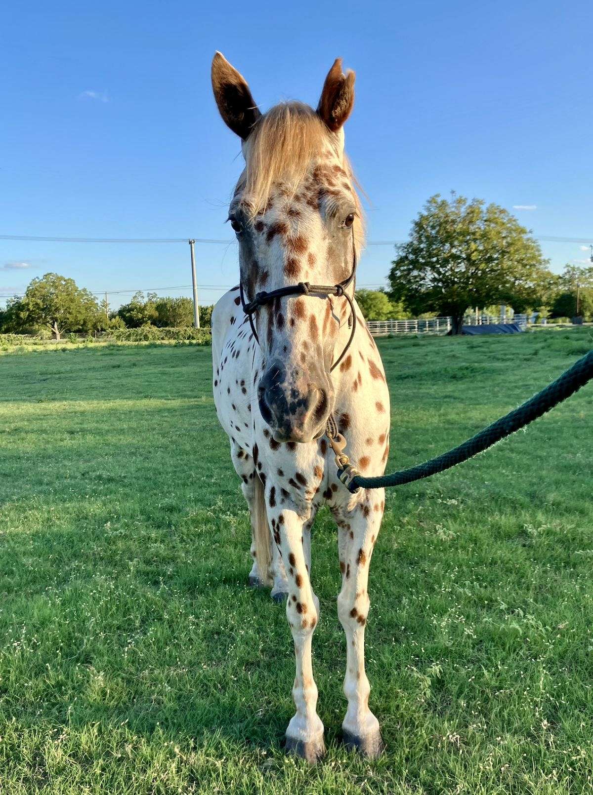 Nimbus- 4yo Bay Leopard Appaloosa