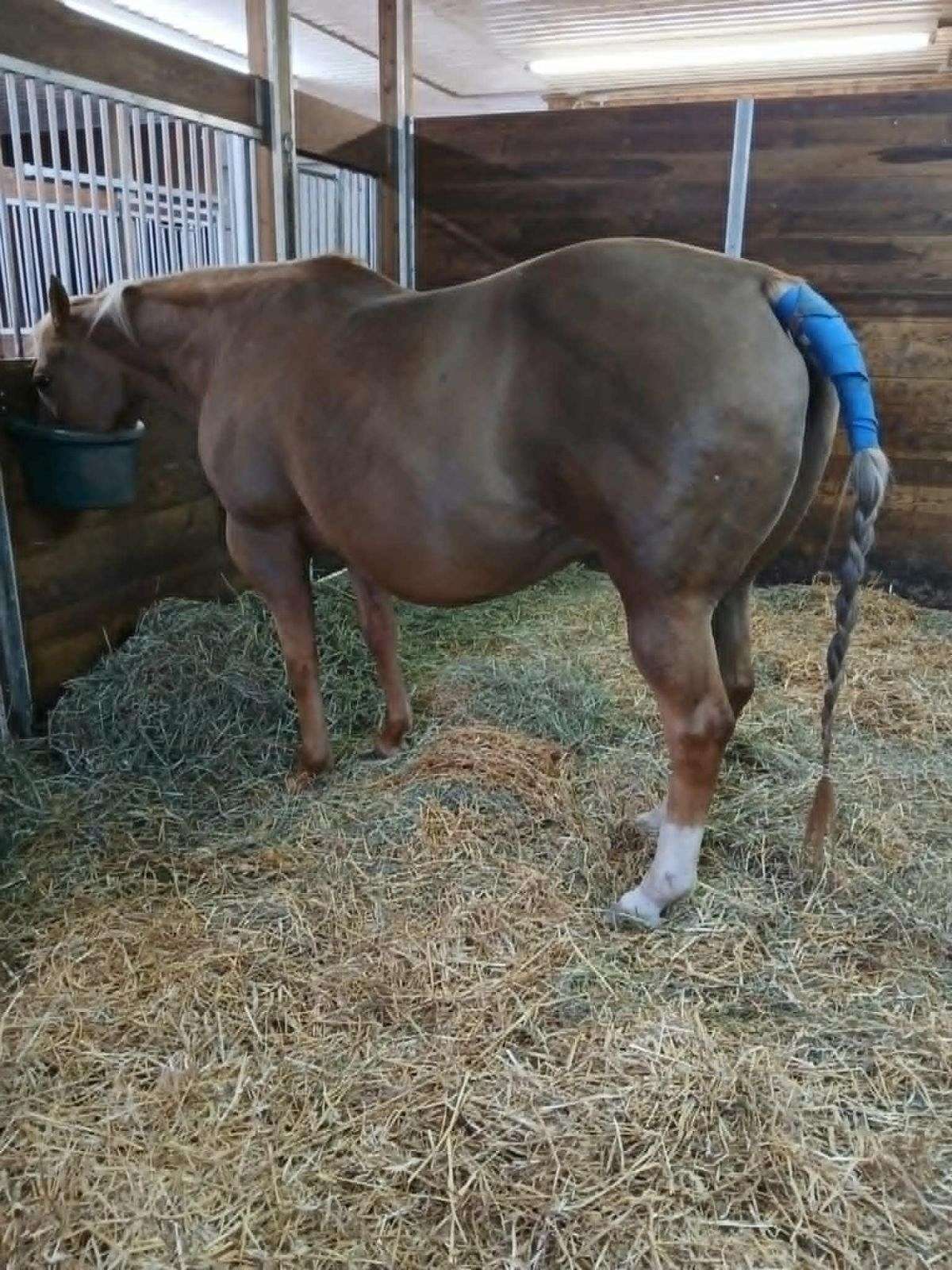 AQHA Broodmare- Sold!