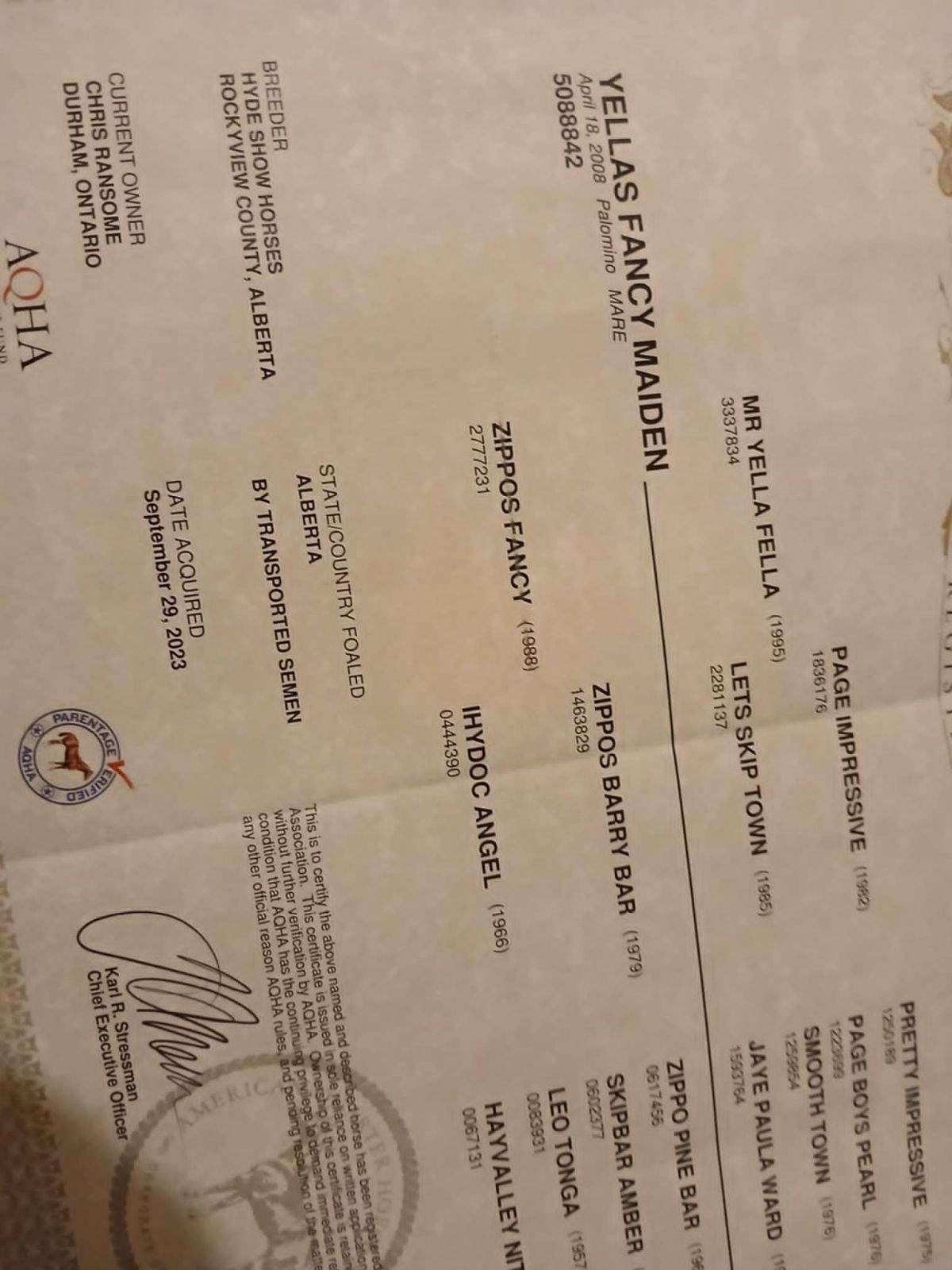 AQHA Broodmare- Sold!