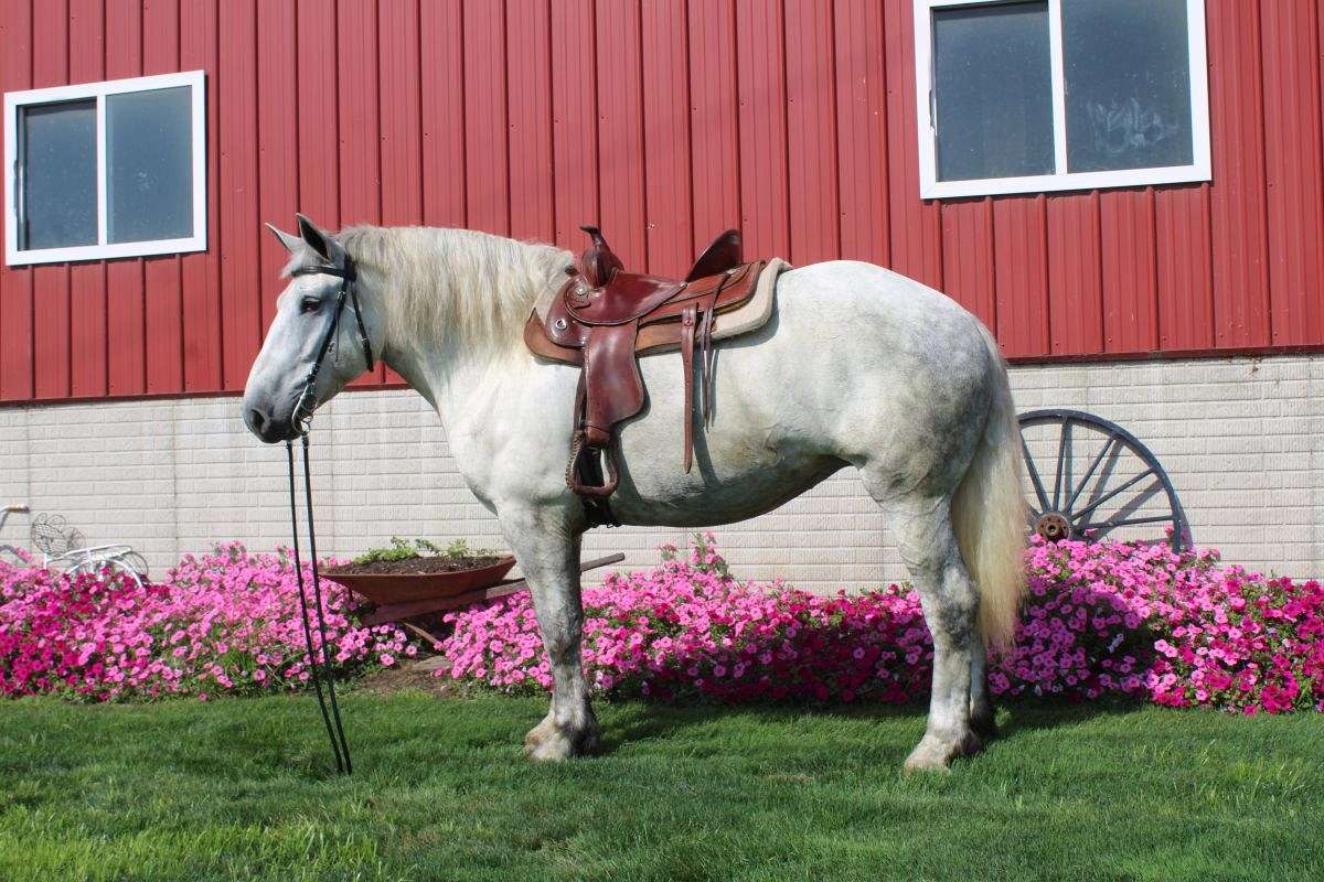 Grey Percheron Mare