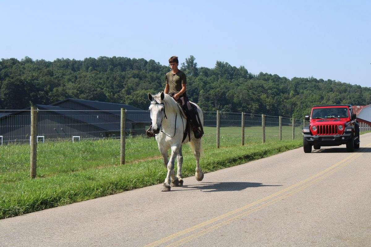 Grey Percheron Mare