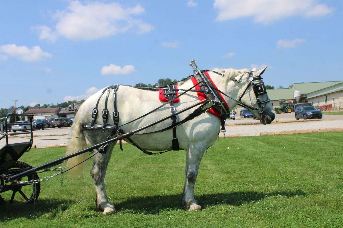 Grey Percheron Mare