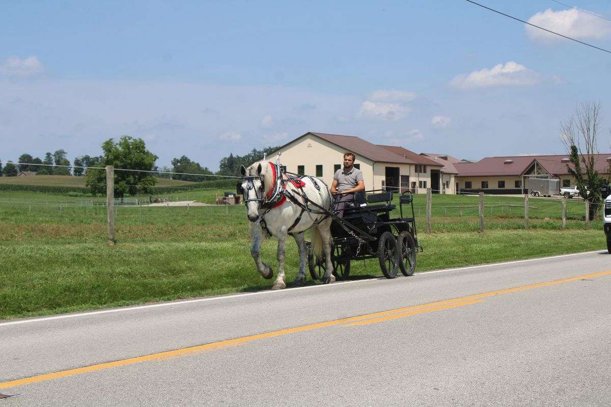 Grey Percheron Mare