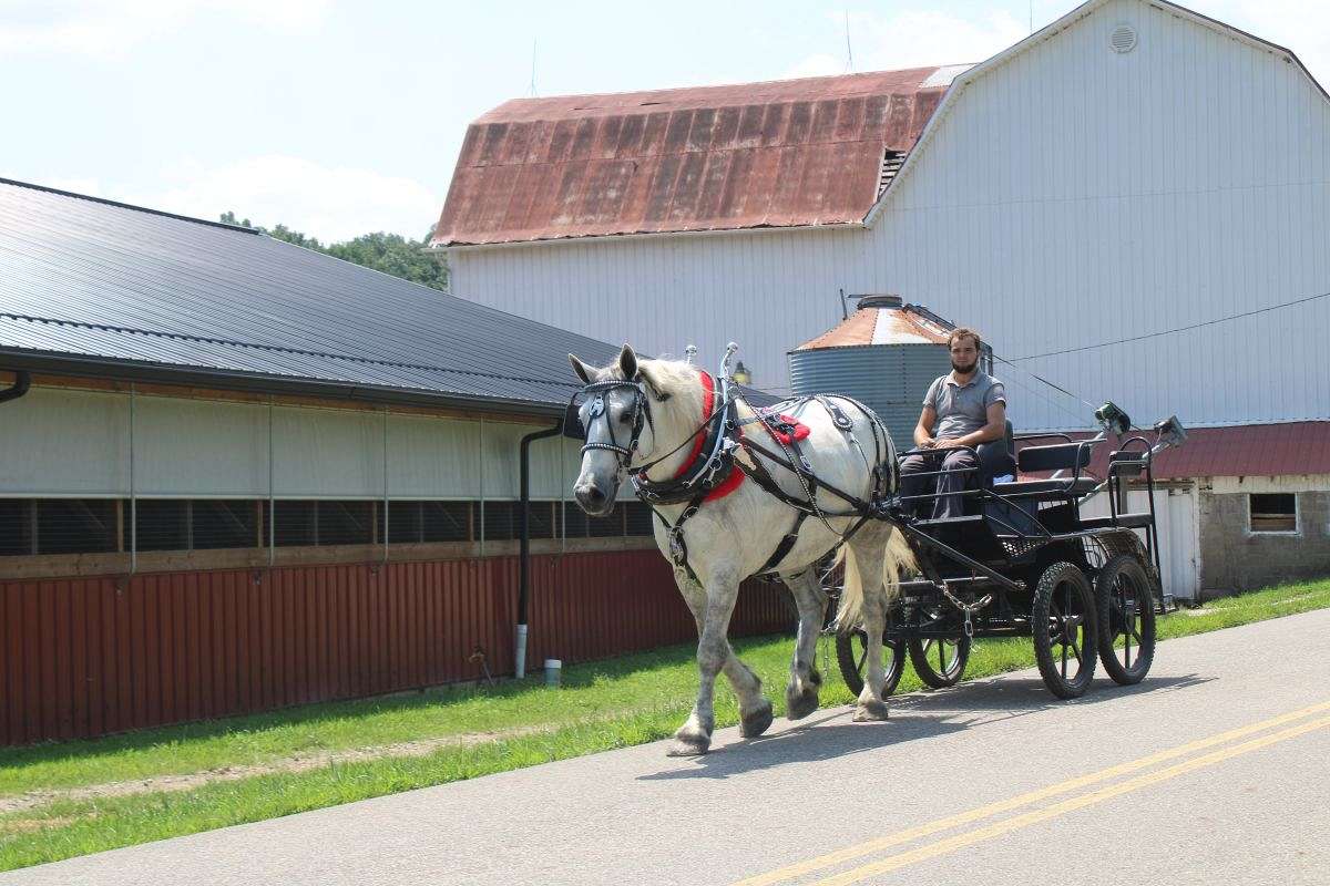 Grey Percheron Mare