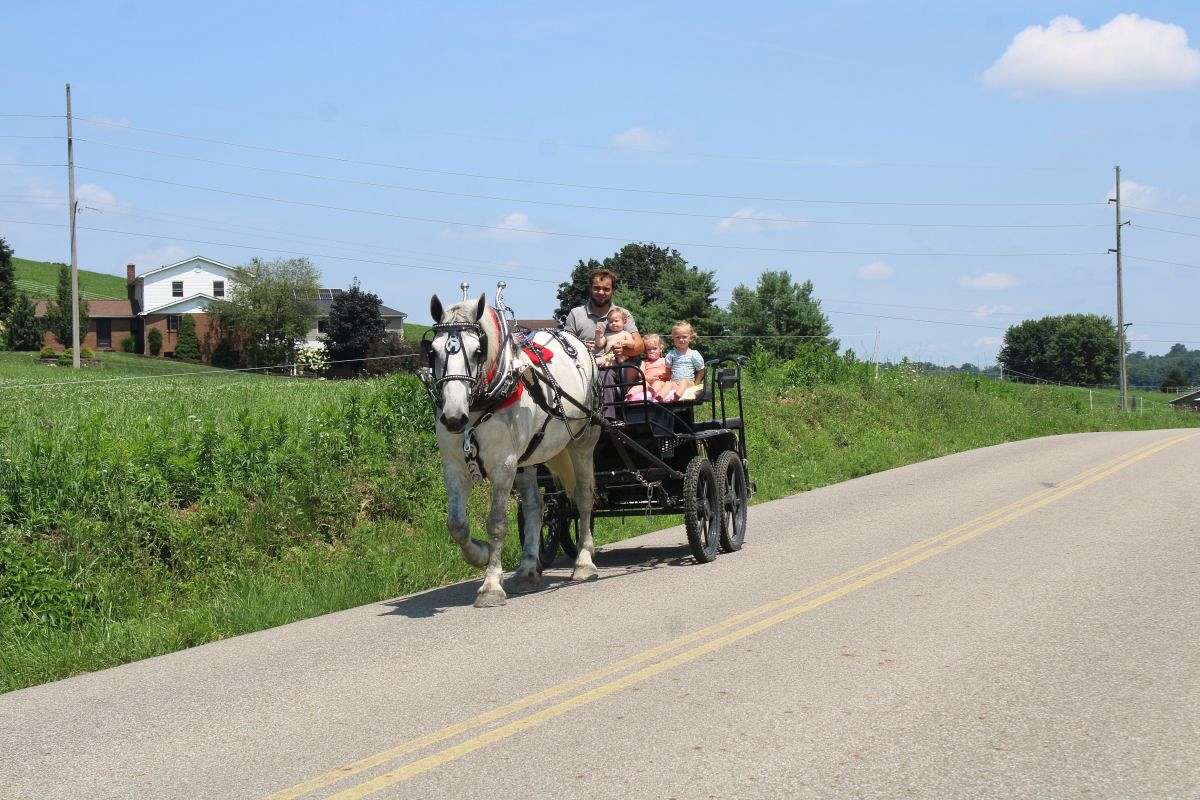 Grey Percheron Mare