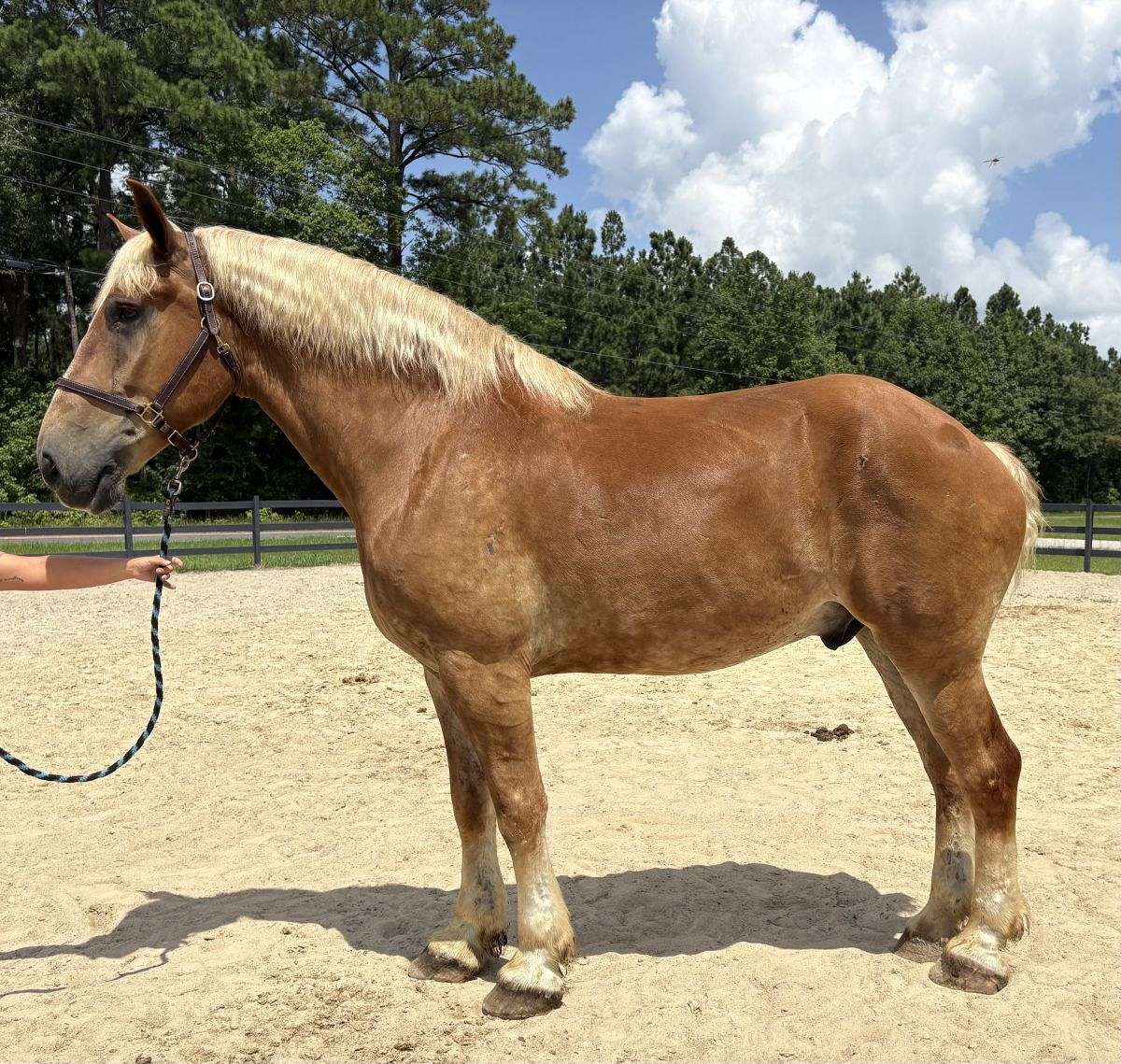 Big Belgian Gelding