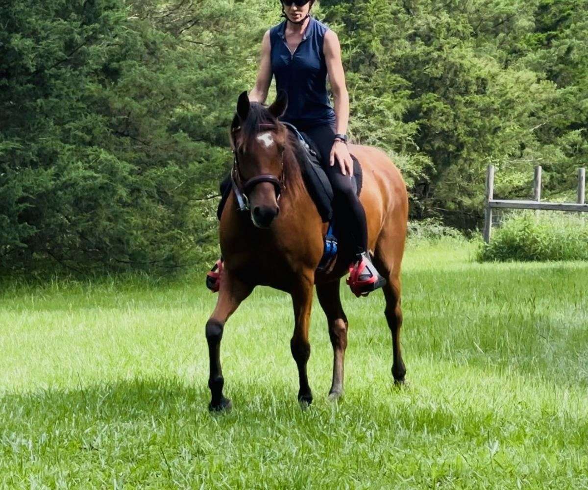 6 Year Old Arabian Gelding - Safe, Fun Trail Partner