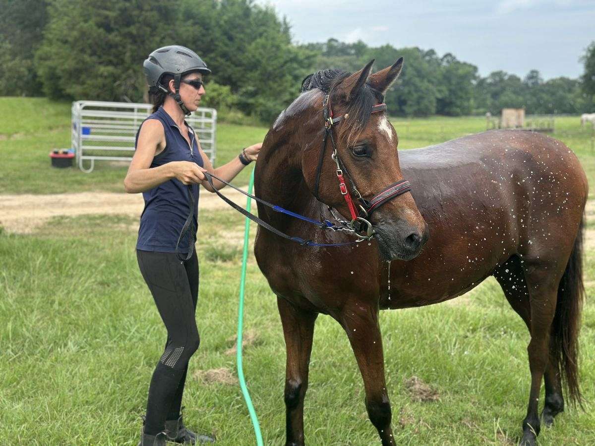 6 Year Old Arabian Gelding - Safe, Fun Trail Partner