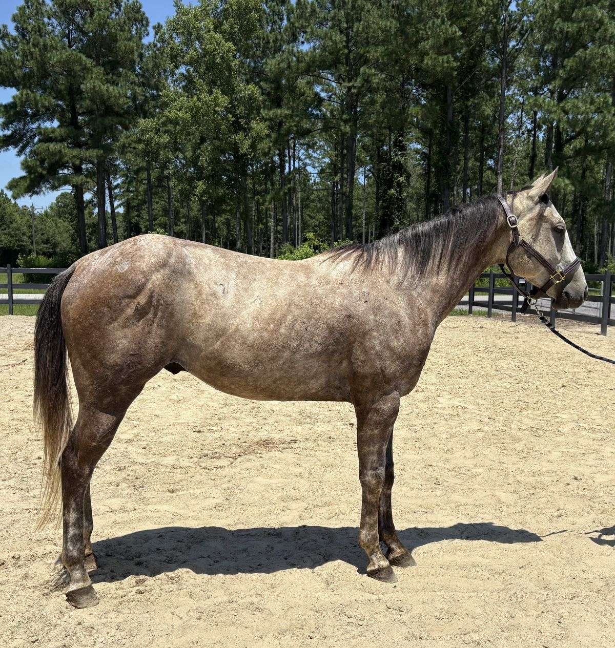 Grey QH Gelding
