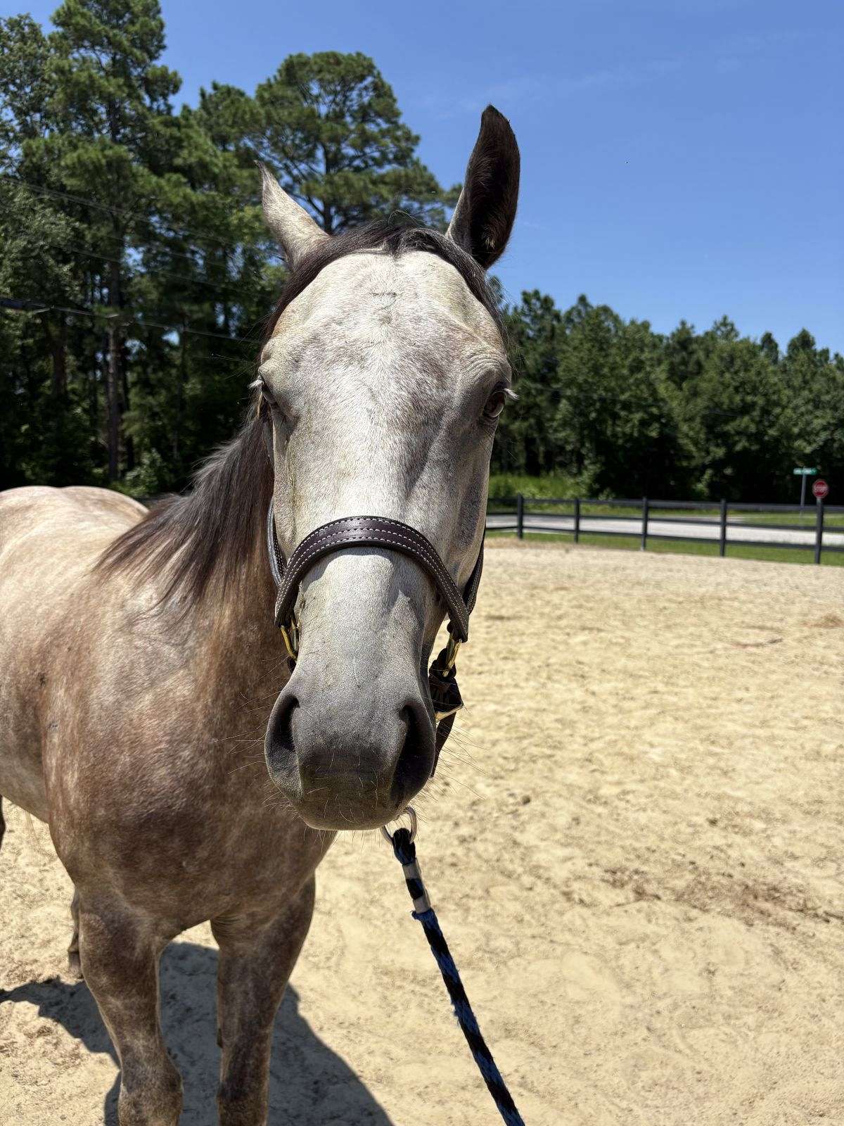 Grey QH Gelding