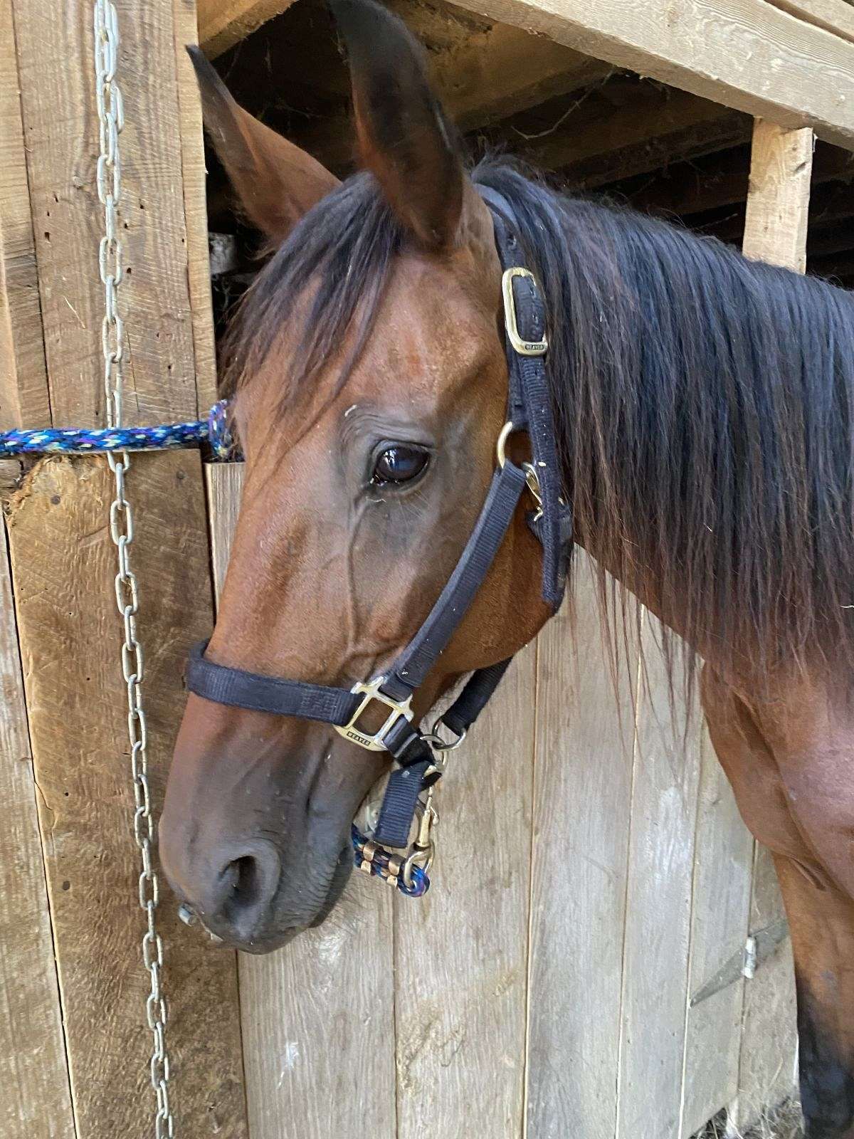 14 Year Old Standardbred Gelding (16 Hands)