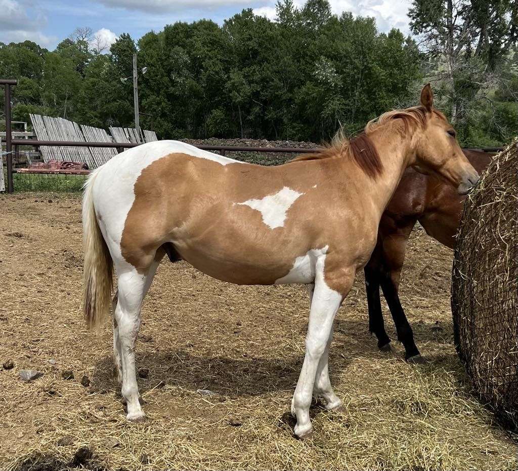 Red Dun Tobiano APHA Yearling