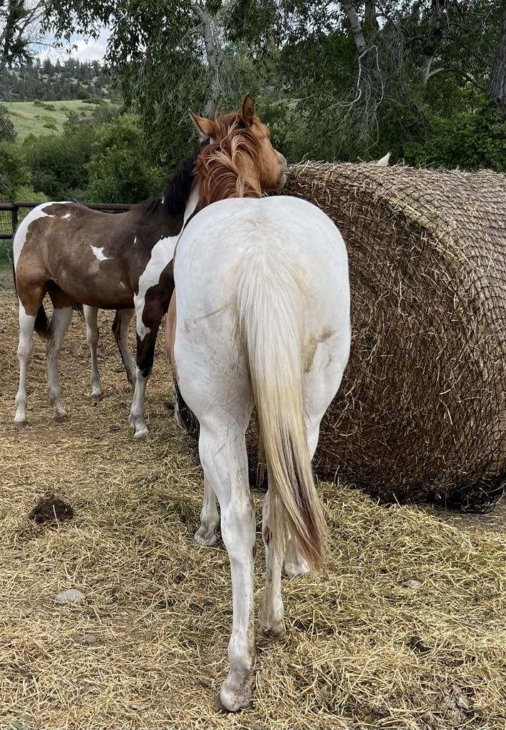 Red Dun Tobiano APHA Yearling