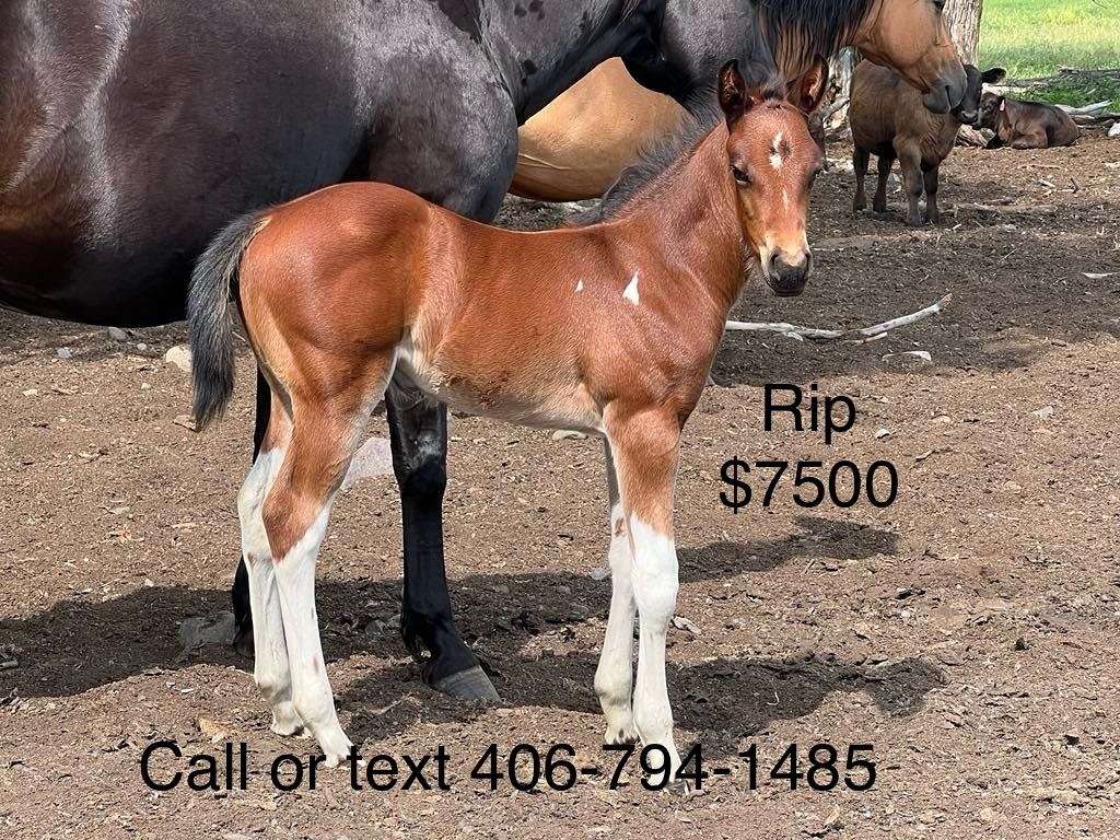 2025 Stud Colt-Cowboy Spook/the Rein Man