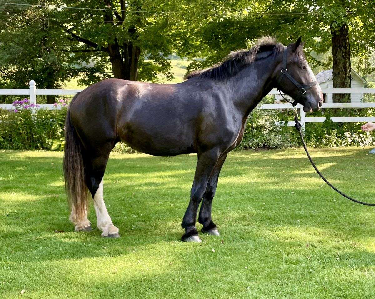 Lovely Young Mare by Major Tyson