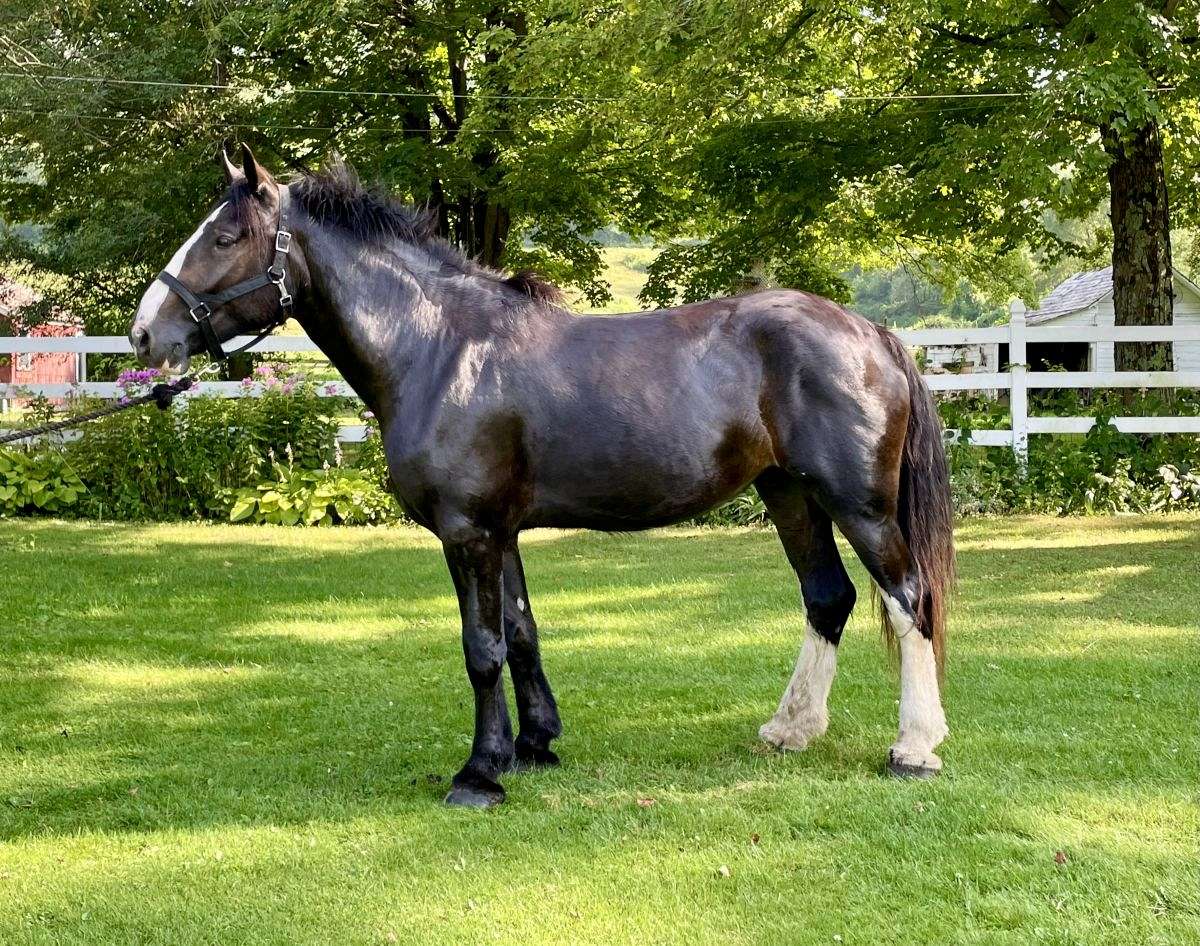 Lovely Young Mare by Major Tyson