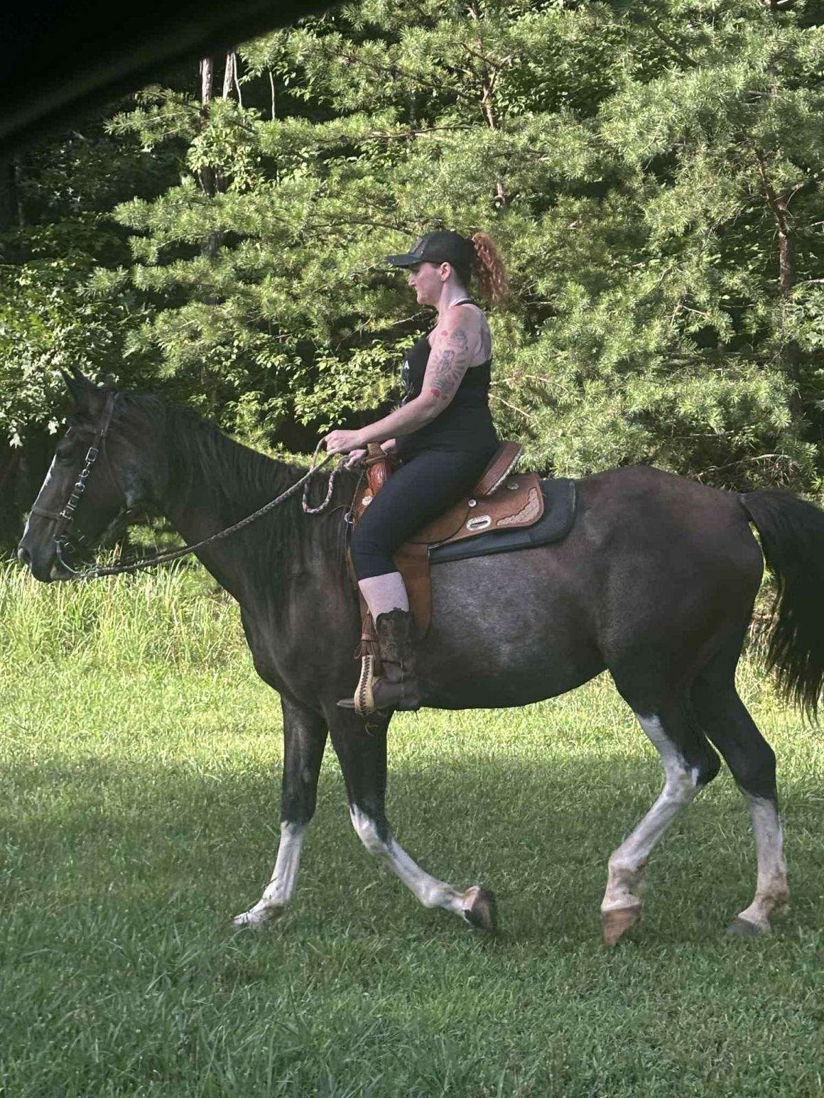 Friesian X TWH Mare Beginner Safe