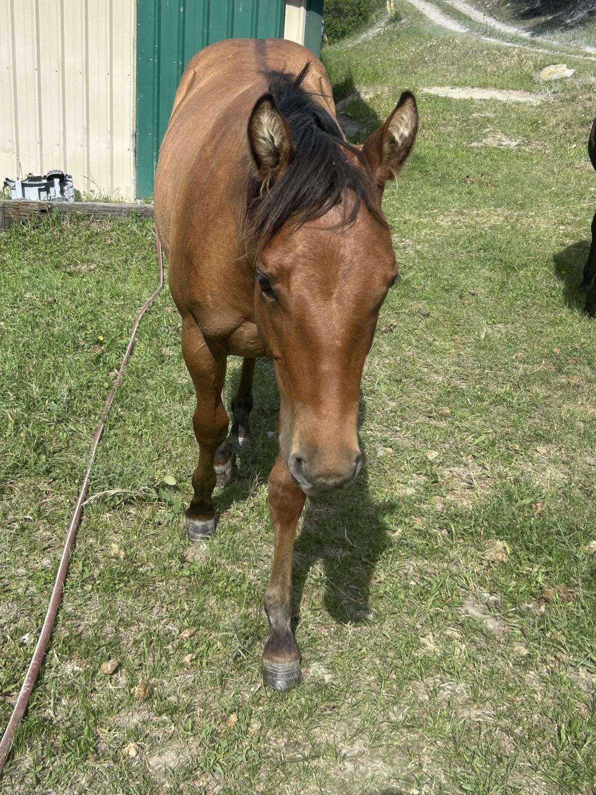 Dun AQHA Colt-Poco Bueno Bred-Open to Offers