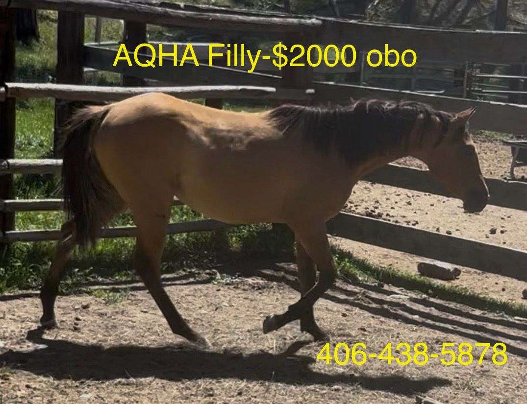 Dunskin AQHA Filly