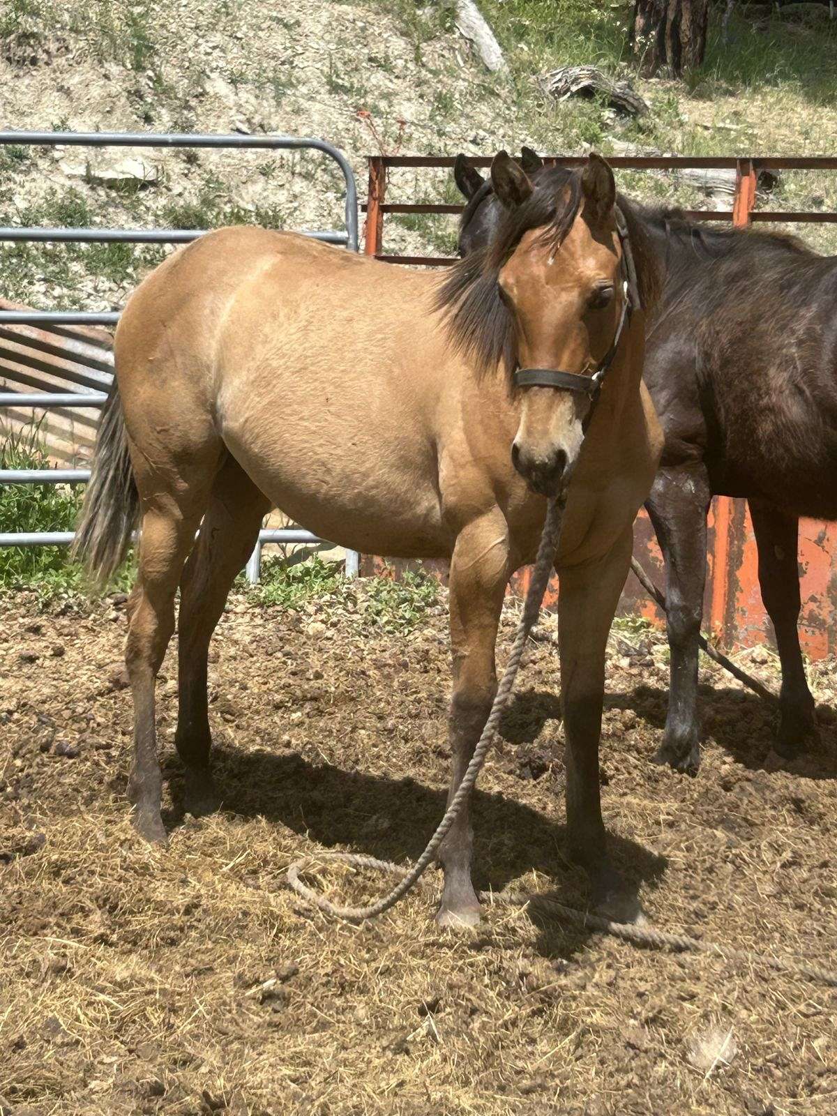 Dunskin AQHA Filly