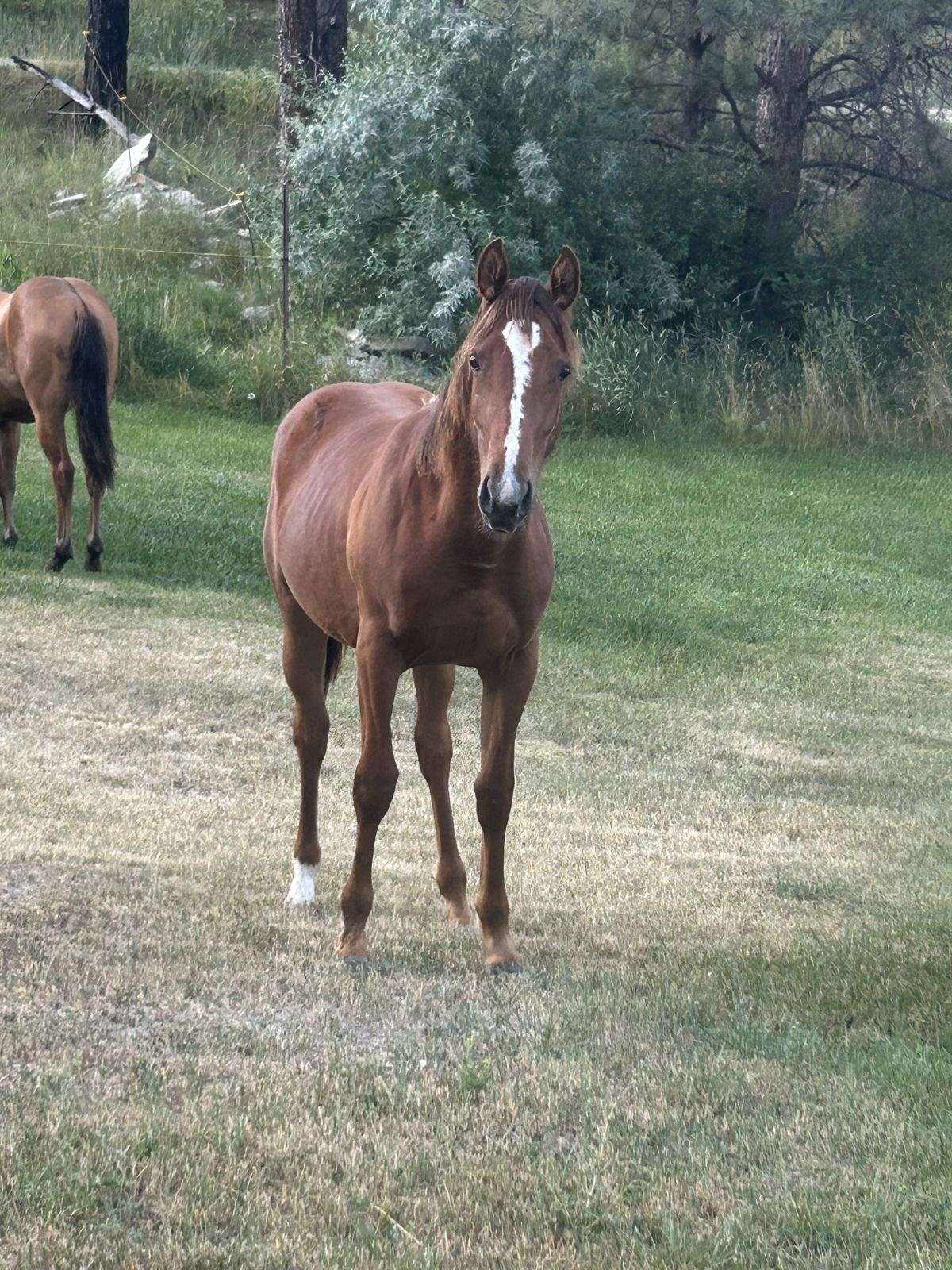 Chestnut AQHA Filly