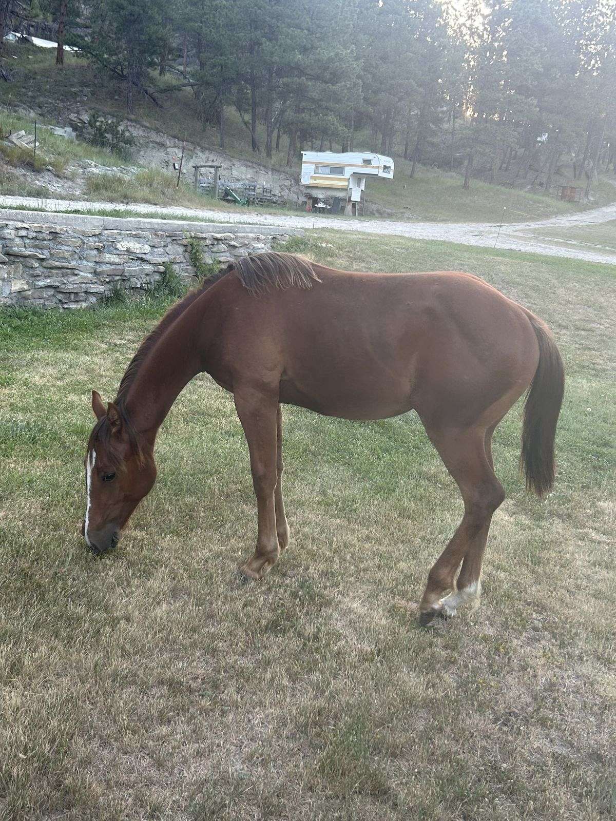 Chestnut AQHA Filly