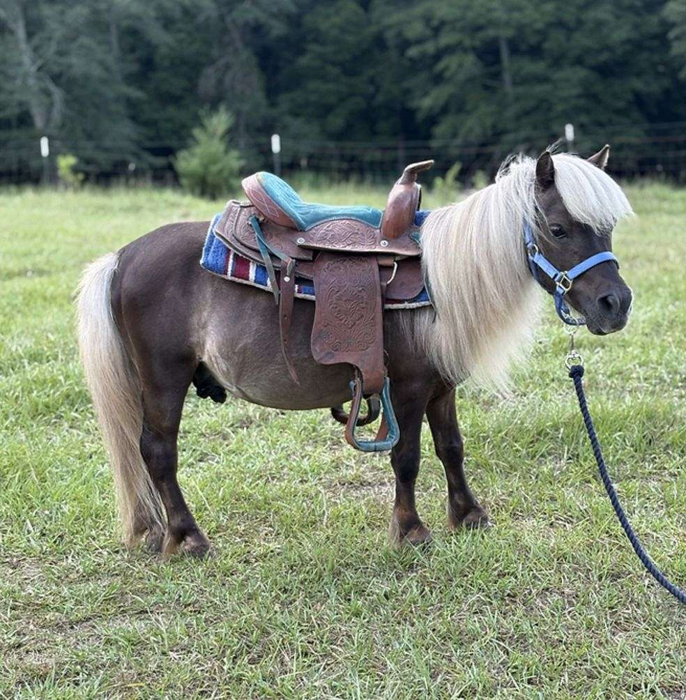 Flashy, Leadline Rideable Mini Gelding