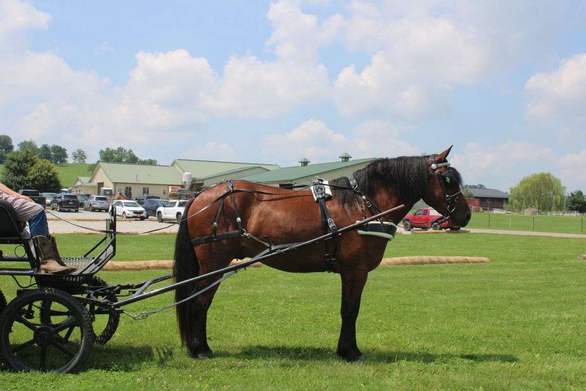 Bombproof Draft Cross