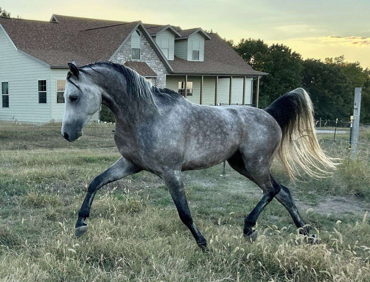 Straight Egyptian Stallion Older Bloodlines