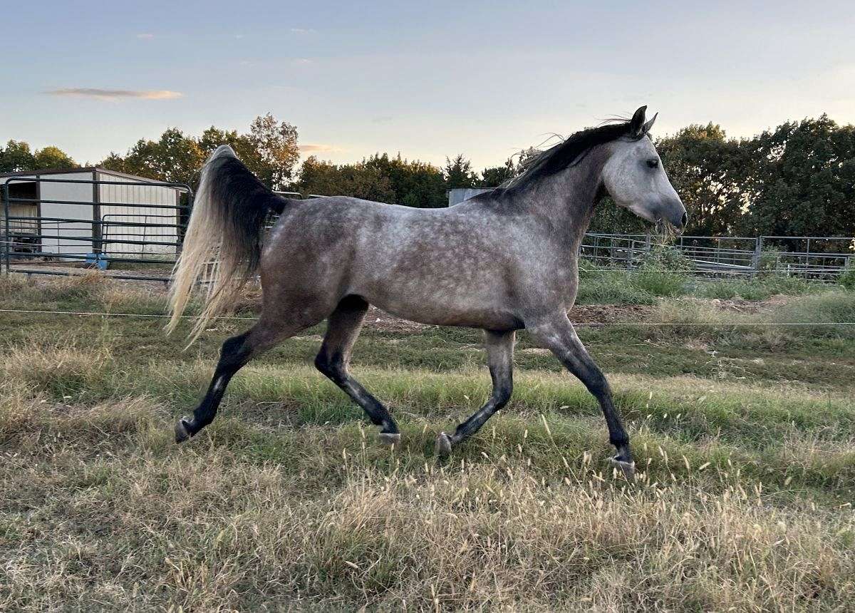 Straight Egyptian Stallion Older Bloodlines