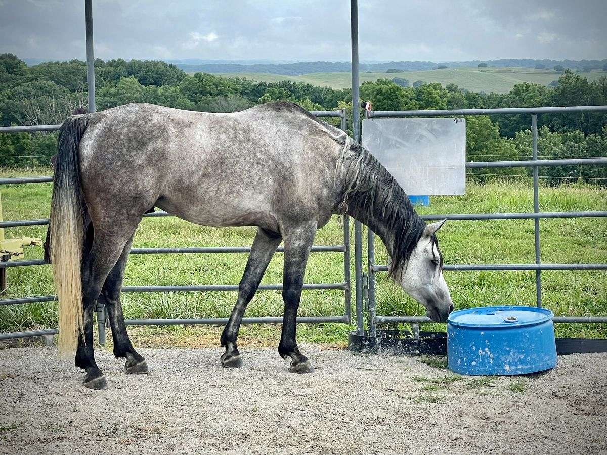 Straight Egyptian Stallion Older Bloodlines
