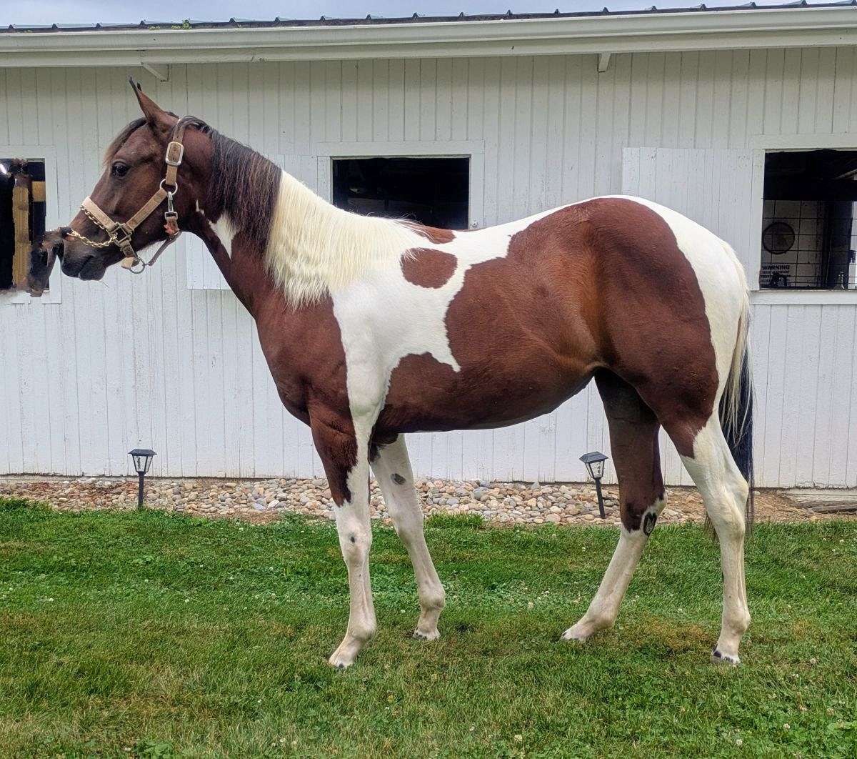Jdr Junes Gotta Gun, Yearling,APHA,Reining Prospect